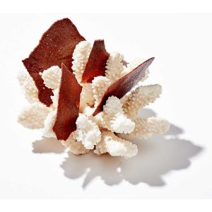 MARC FOSH Restaurant – Palma´s premier dining destination with Michelin ...